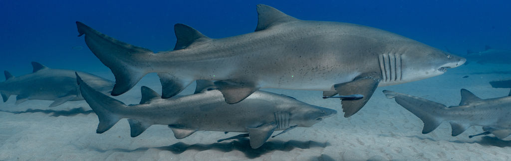 Wildbook for Sand Tigers
