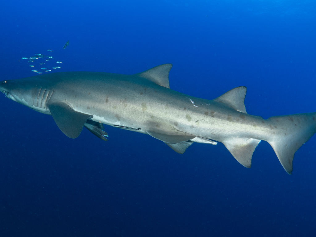 Wildbook for Sand Tigers